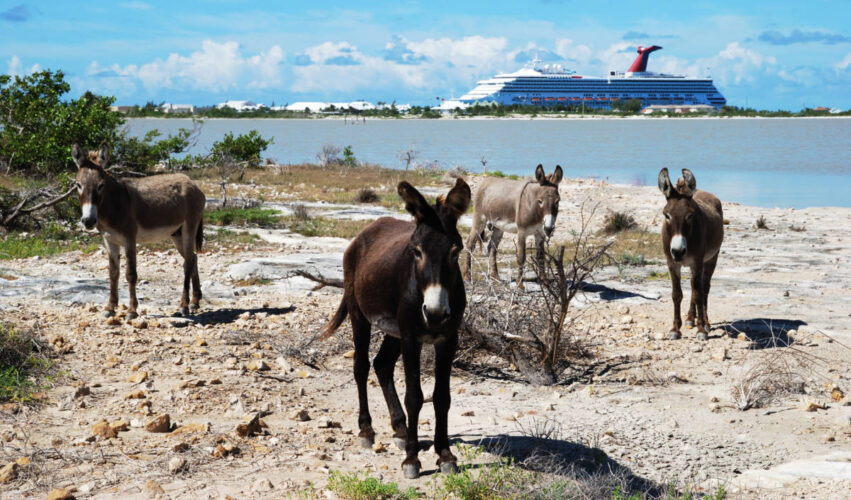 Passenger Sues Cruise Line After Unexpected Donkey Injury