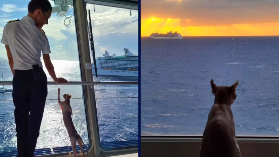 Famous Cruise Ship Captain's Beloved Cat Passes Away